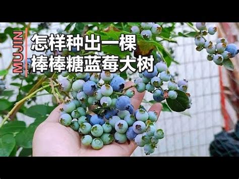 3分鐘教你在家種出一棵棒棒糖藍莓大樹一年就掛果美觀又高產 YouTube
