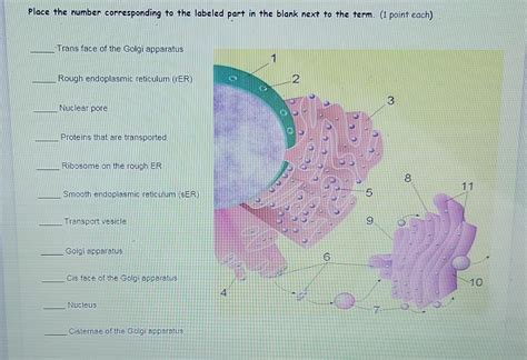 Solved Place The Number Corresponding To The Labeled Part In Chegg