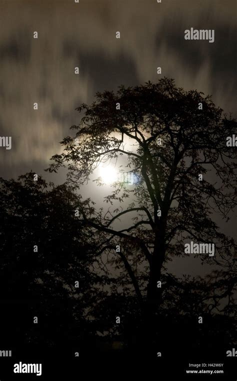 Silhouette Broad Leaved Tree Cloudy Sky Moon Blur Wood Tree