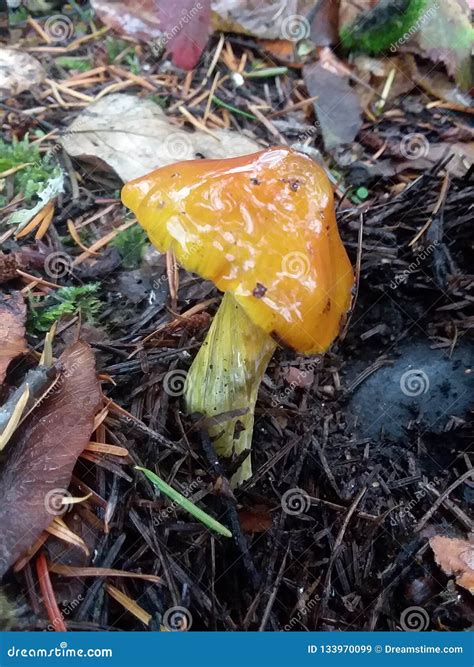 Yellow Cap Mushroom Stock Image Image Of Yellow Mushroom 133970099