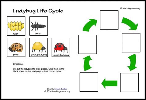 Ladybug Life Cycle Worksheets
