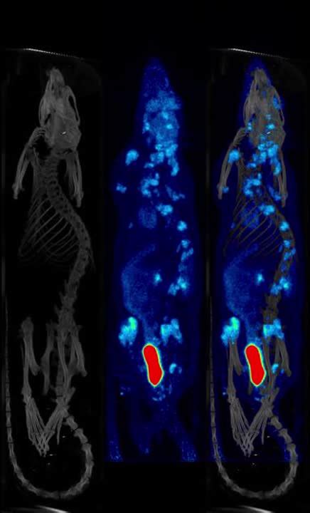 bruker preclinical imaging on linkedin detection of bone and brain