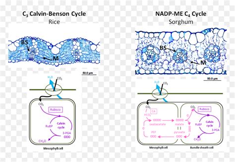 C4 Rice Project Hd Png Download Vhv