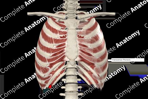 Transversus Thoracis Muscle Complete Anatomy