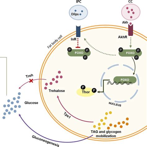 Schematic Representation Of The Proposed Hypothesis On The Modulation Download Scientific