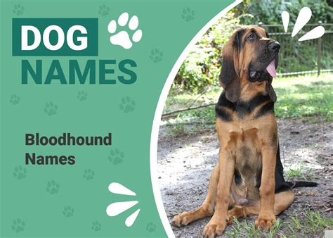 150 Bloodhound Names That Are Brilliant And Unique Dogster