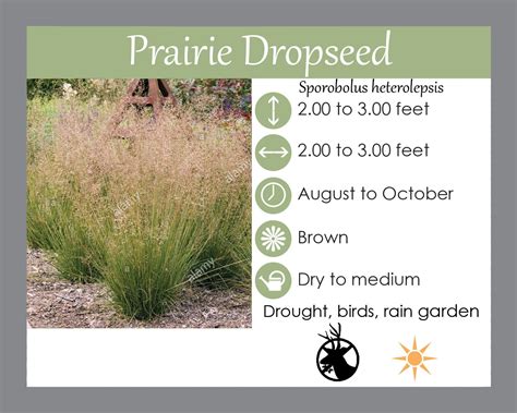 Prairie Dropseed Landscape Design Installation Maintenance And