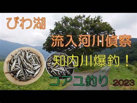 20230818 びわ湖流入河川コアユ偵察 YouTube