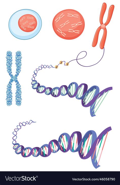 Cell Structure Chromosome Histone And Dna Vector Image