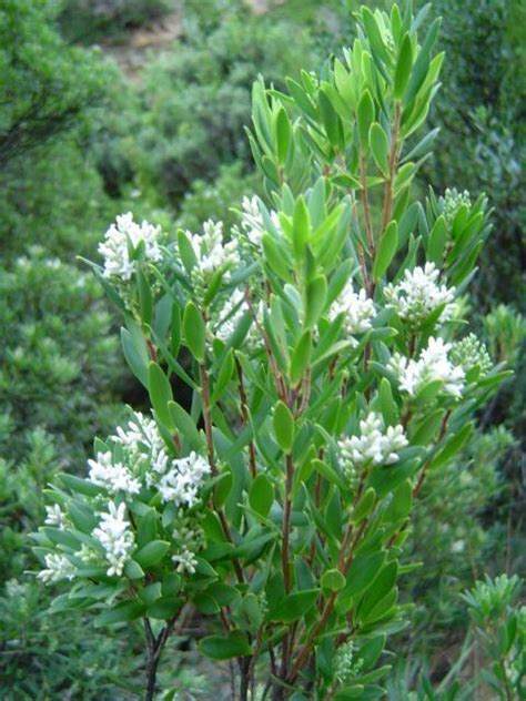 Leucopogon Parviflorus Alchetron The Free Social Encyclopedia