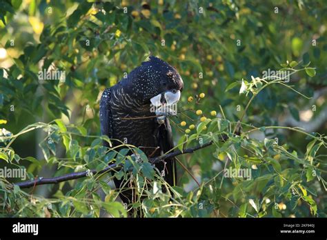 Red Tailed Black Cockatoo Stock Photo Alamy