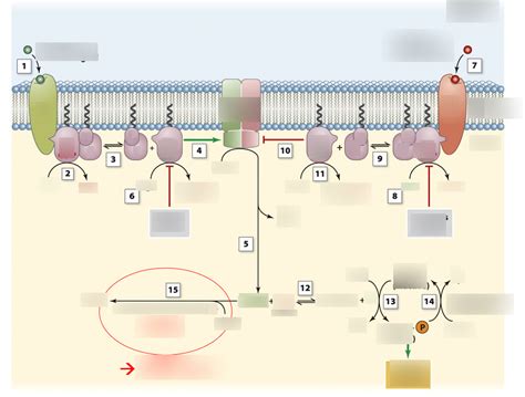 Chpt 13 AC Signalling Pathway Diagram Quizlet