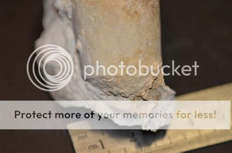 Cephalopod Help Fossil Id The Fossil Forum