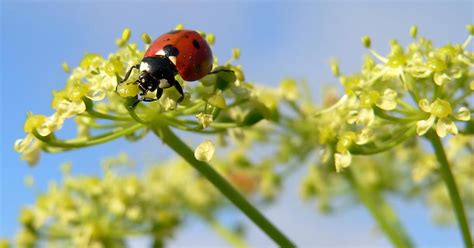 Descubre El Papel Clave De Los Insectos España Times