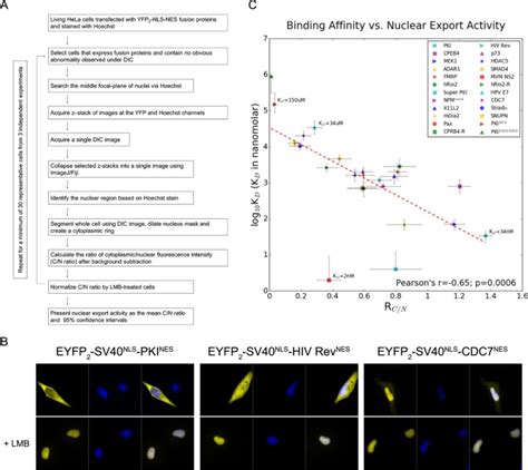 Correlation Of Crm1 Nes Affinity With Nuclear Export Activity Pmc
