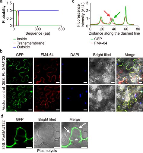 Subcellular Localization Of Pbrgaut22 Gfp In The Tobacco Leaf A