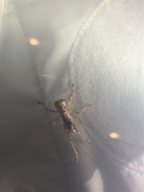 Grasshopper Looking Like Bug But Dont Think Is A Grasshopper R