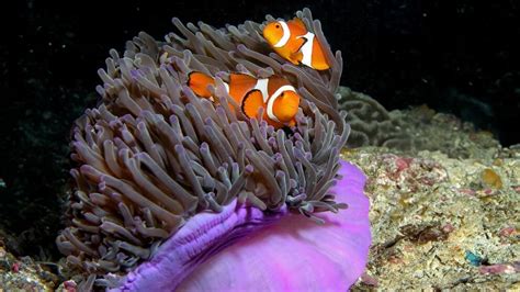 ¿los Peces Payaso Saben Contar La Ciencia Reveló Un Sorprendente