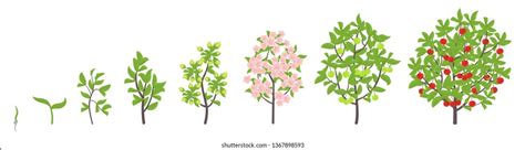 Tree Growth Stages Image Royalty Free Stock SVG Vector