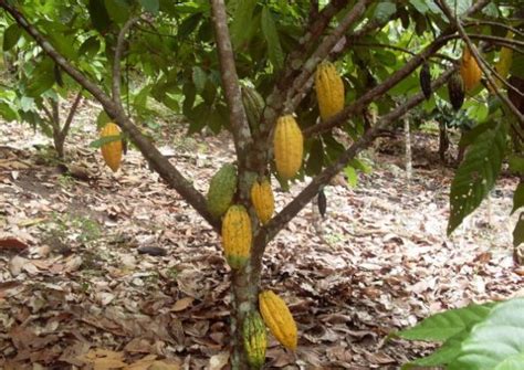 Cocoa Cultivation Information Guide Agri Farming