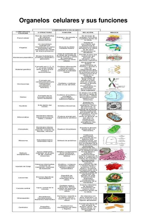 Organelos Celulares Dibujos