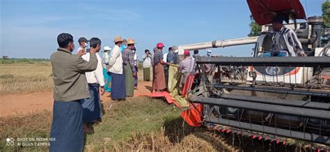 ပေါက်ခေါင်းမြို့နယ်၌ မိုးစပါးစံကွက်ရိတ်သိမ်း Information And Public Relations Department