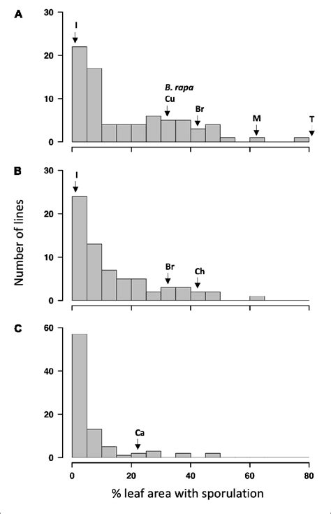 Frequency Distribution Of Light Leaf Spot Severity Leaf Area