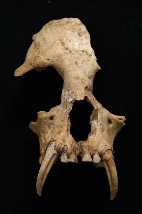 Ancient Gibbon From Chinese Tomb May Be First Ape To Go Extinct Since