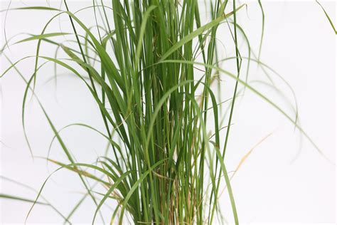Calamagrostis Karl Foerster Grasess Hedge Xpress