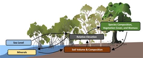 Mangrove Tree Diagram