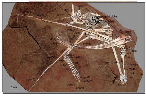 Pterodaustro Pictures And Facts The Dinosaur Database