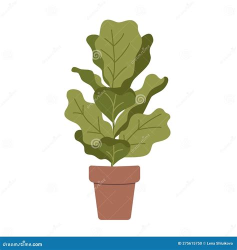 Ficus Lyrata Fiddle Leaf Fig In Pot Cartoon Style House Plants For