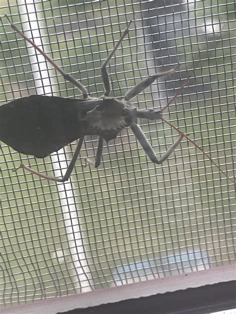 What Is This Bug It Been Trapped Under My Windows Netting For 2 Days