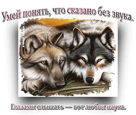 Страна красоты  Животные Серые волки Анимация