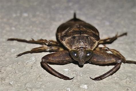 How To Get Rid Of Waterbug 4 Simple But Highly Effective Ways