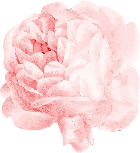 Pink Rose Flower Vector Png Vector Flowers Flower Png Images Pink
