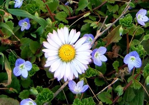In Memoria Di Margherita Il Fiore Reciso Ineluttabilmente Da Un