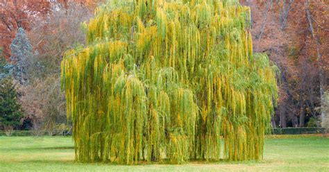 12 fast growing shade trees for kansas