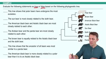 Phylogeny Quiz Flashcards Channels For Pearson