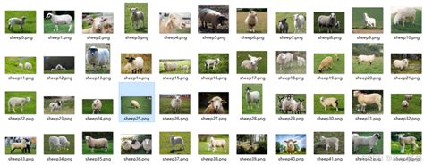 基于yolo11的绵羊（sheep ）检测系统（python源码数据集pyside6界面） 腾讯云开发者社区 腾讯云