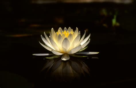Flor De Loto Imagui