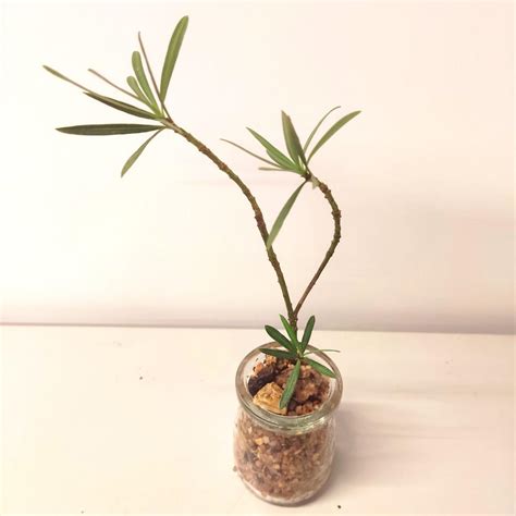 [新品] 水培羅漢松 日本羅漢松 盆景幼苗 盆景養殖 Podocarpus Macrophyllus 植物 盆栽 小盆栽 幼苗 空氣淨化 水