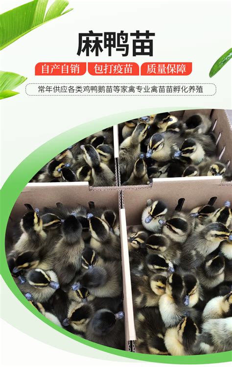 鸭苗品种大全及图片鸭苗图片大全大图鸭子品种大全及图片大山谷图库