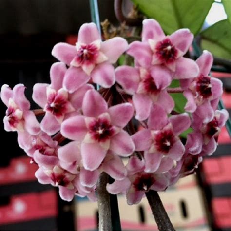 hoya kerrii flor de cera coração
