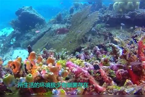 三文鱼为什么要生吃，难道不需要用水煮一下吗？今天可算明白了！