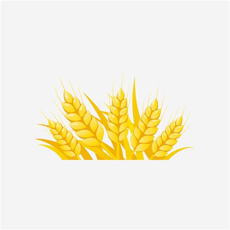 金色的麦子矢量图高清素材 Ai免抠 手绘 矢量免抠 矢量图 高清大图 麦子 麦穗 元素 免抠png 设计图片 免费下载 页面网页 平面电商 创意素材
