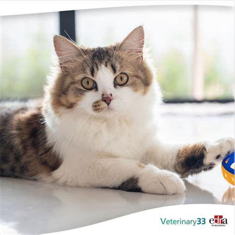 Surgical Findings And Outcomes After Unilateral Adrenalectomy For Primary Hyperaldosteronism In