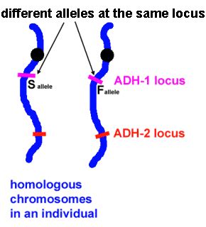 Dna And Chromosomes Bsci 1510l Literature And Stats Guide Research