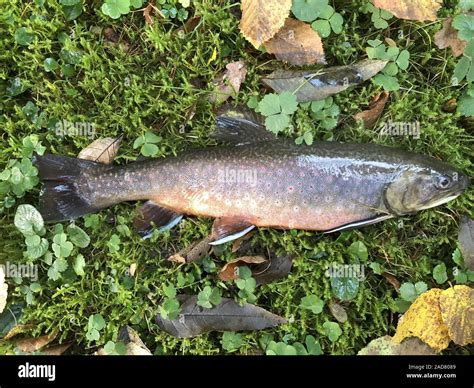 Bach Saibling Banque De Photographies Et Dimages à Haute Résolution