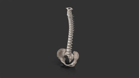 Spinal Cord 3d Model 59 Gltf Obj Ma Max Upk Unitypackage C4d